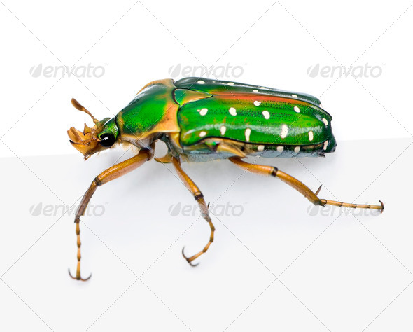 East Africa flower beetle, Stephanorrhina guttata, in front of white ...