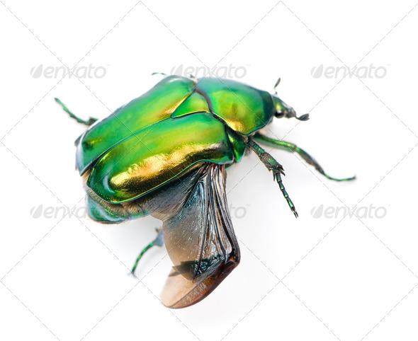 Green flower beetle, Cetonischema aeruginosa, against white background ...