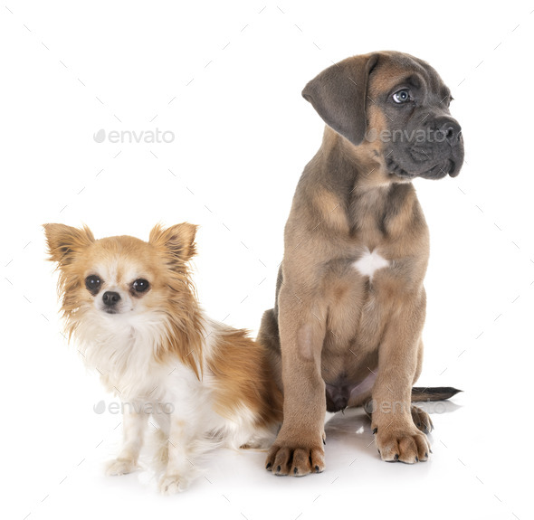puppy cane corso and chihuahua Stock Photo by cynoclub | PhotoDune
