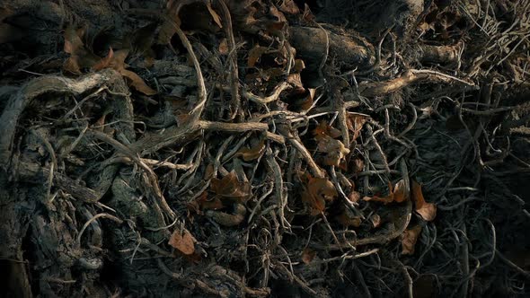 Moving Along Old Tree Roots, Stock Footage | VideoHive