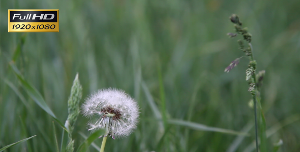 Dandelion, Stock Footage | VideoHive