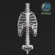 Anatomy - Human Spine Torso and Rib Cage by FrancescoMilanese85 | 3DOcean