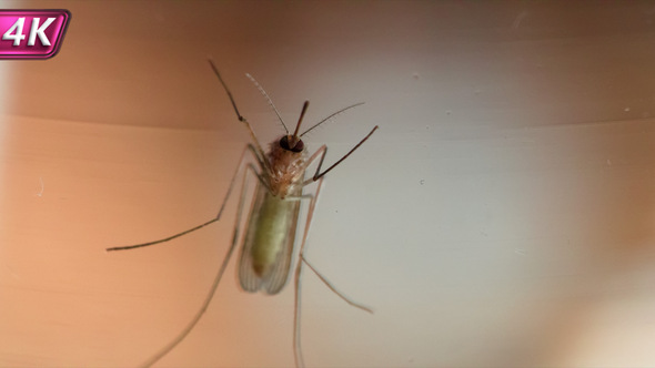 Mosquito Spotted The Victim, Stock Footage | VideoHive