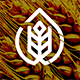 Wheat Drop Logo, Logo Templates | GraphicRiver