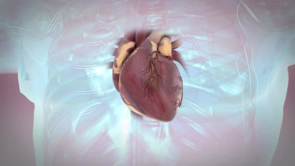 Human Circulatory System Heart Beat Anatomy Animation Concept. 3D ...