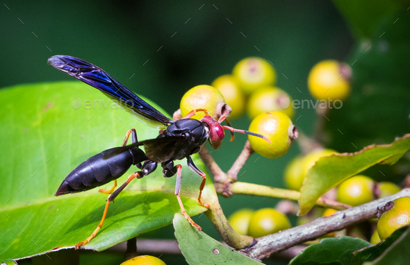 Wasp Up Close in Costa Rica Stock Photo by kjwells86 | PhotoDune