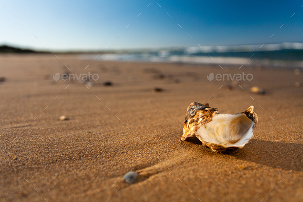 Shell on Beach at Sunset Stock Photo by Picsuite | PhotoDune