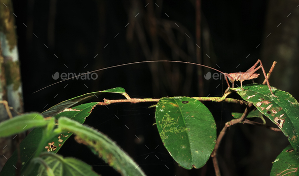 Insect With Long Antennae at Night in Belize Stock Photo by kjwells86
