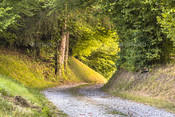 Tunnel of Foliage in unpaved rural road Stock Photo by CreativeNature_nl