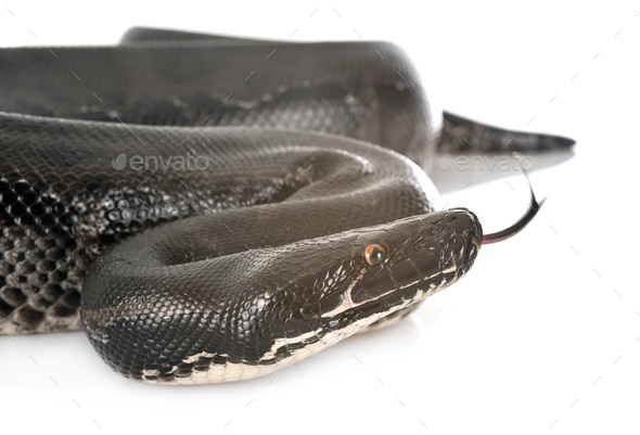 python black curtus Stock Photo by cynoclub | PhotoDune
