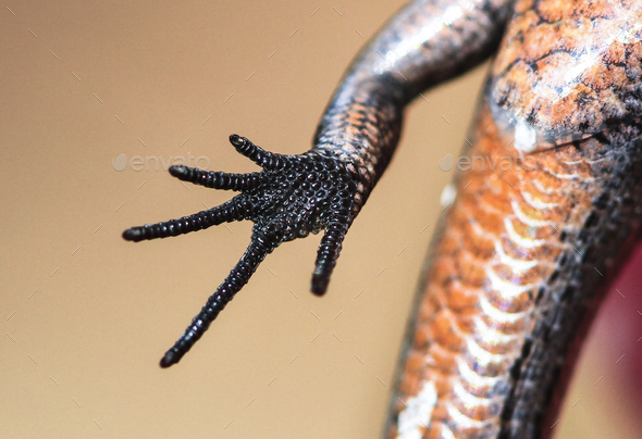 Foot of a Skink Lizard Up Close Stock Photo by kjwells86 | PhotoDune