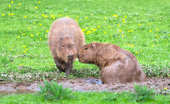 Pair of Capybara in a Mud Pool Among Grass Stock Photo by kjwells86