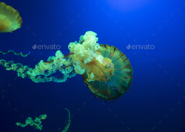Colorful glowing pacific sea nettle, chrysaora fuscesens in deep blue ...