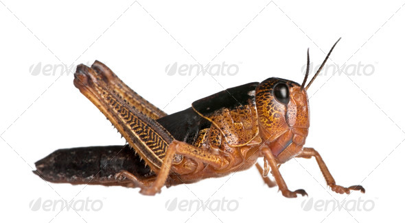 Side view of grasshopper from Asia in front of white background, studio ...