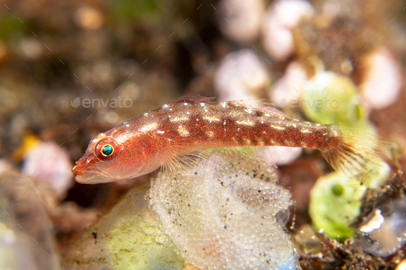 Tropical ghost goby guarding eggs Stock Photo by joebelanger | PhotoDune