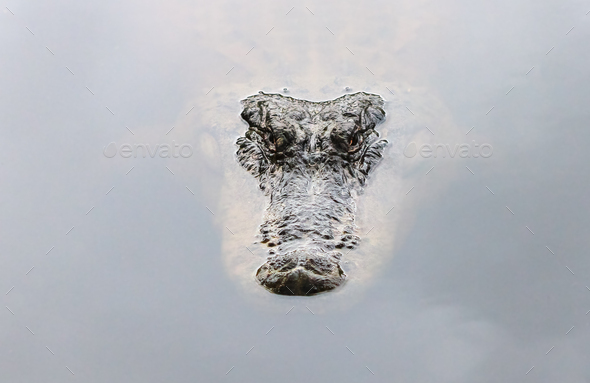 American Alligator Peeking Above the Water Surface Stock Photo by kjwells86