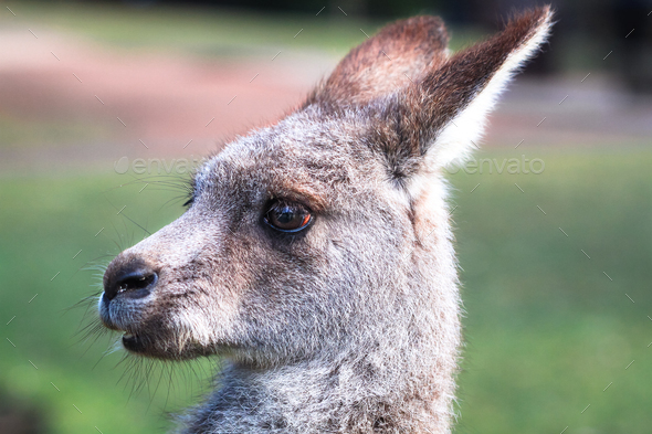 Eastern Grey Kangaroo Head Closeup in Australia Stock Photo by kjwells86