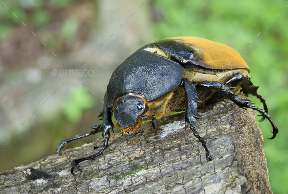 Hercules Beetle, Female, in Costa Rica Stock Photo by kjwells86 | PhotoDune