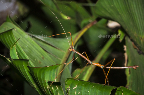 Stick Insect on a Leaf at Night in Costa Rica Stock Photo by kjwells86