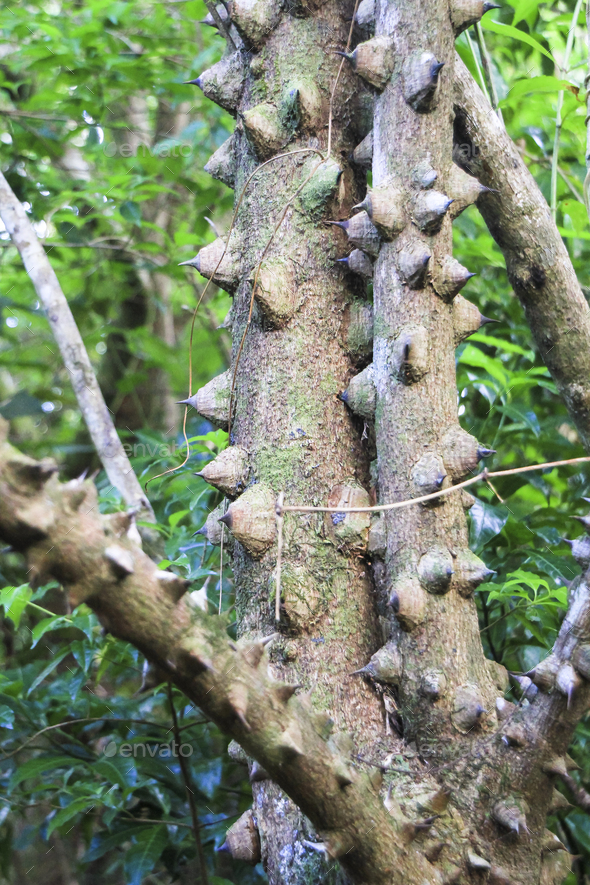 Large Thorns on a Pochote Tree in Costa Rica Stock Photo by kjwells86