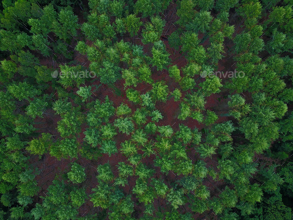 Pine trees from above Stock Photo by lmbrtt | PhotoDune