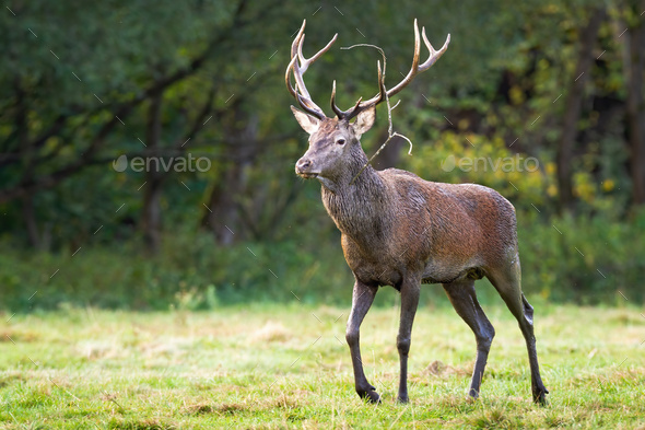 Muddy and wet red deer stag coming closer on a green meadow in ...