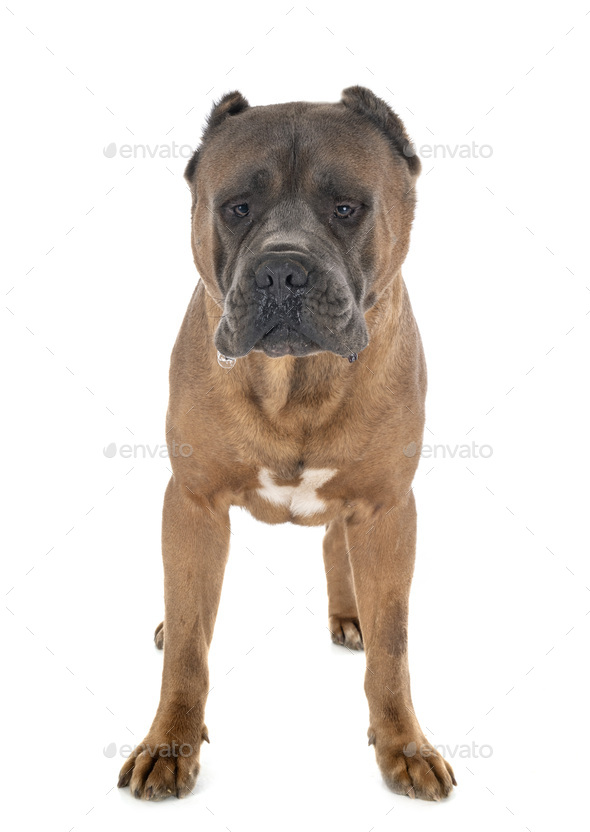 adult cane corso Stock Photo by cynoclub | PhotoDune