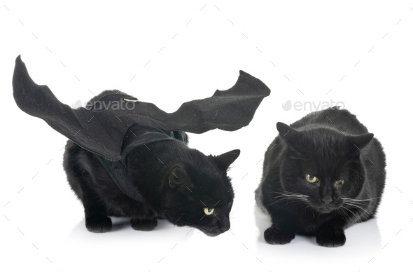 bat cats in studio Stock Photo by cynoclub | PhotoDune
