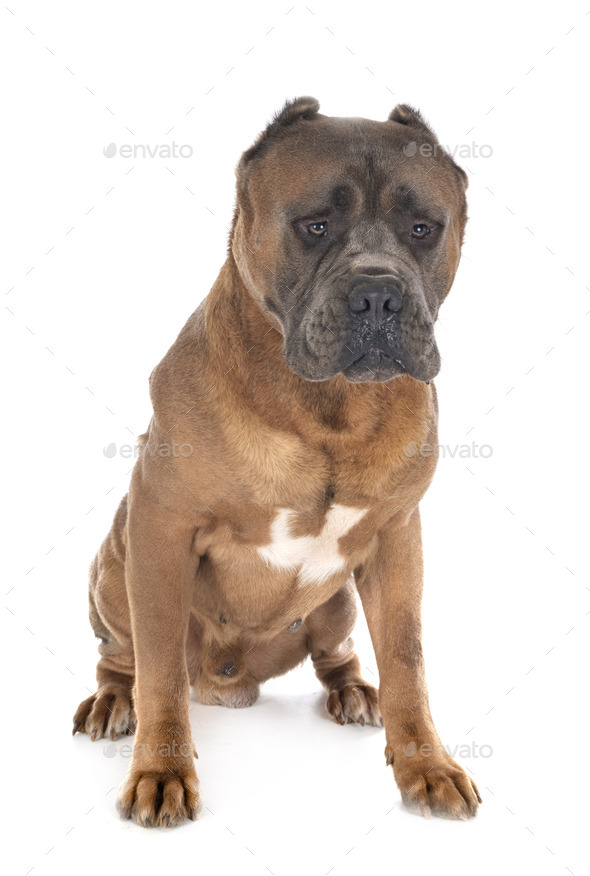 adult cane corso Stock Photo by cynoclub | PhotoDune