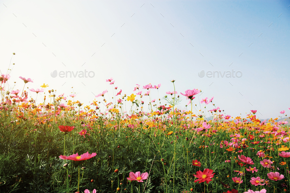 Colorful of cosmos with sunrise Stock Photo by RK1919 | PhotoDune