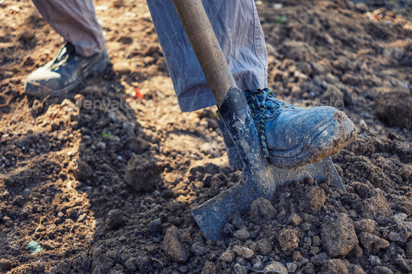 Man digging over loosening soil with a spade Stock Photo by sergign