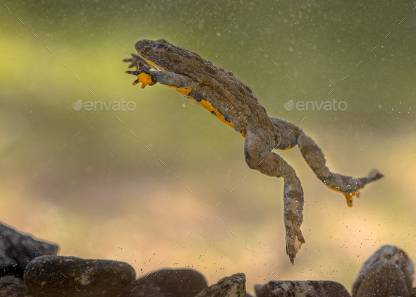 Submersed swimming Yellow bellied toad Stock Photo by CreativeNature_nl