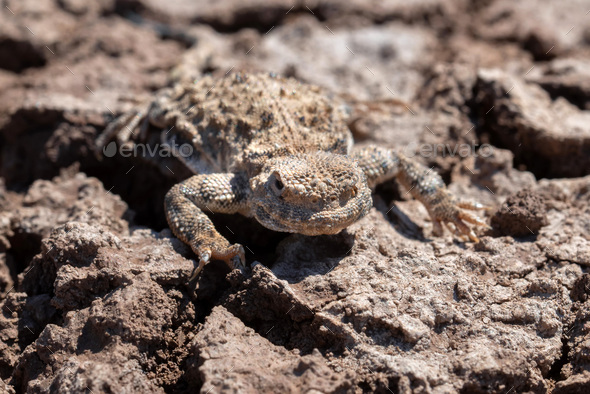 Close portrait of Phrynocephalus helioscopus agama in nature Stock ...