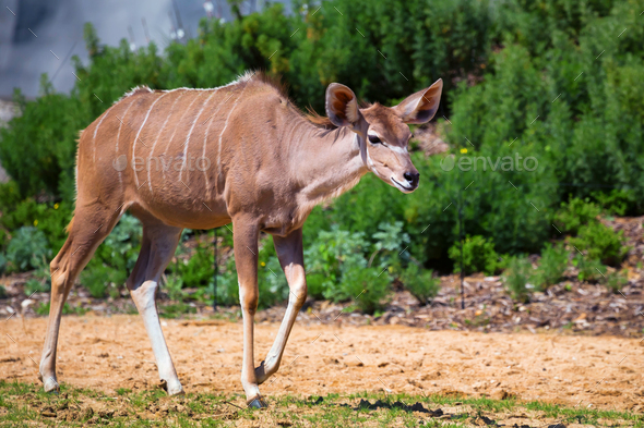 Greater kudu Stock Photo by Yakov_Oskanov | PhotoDune