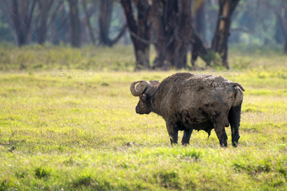 Back view of African buffalo in savannah Stock Photo by Yakov_Oskanov