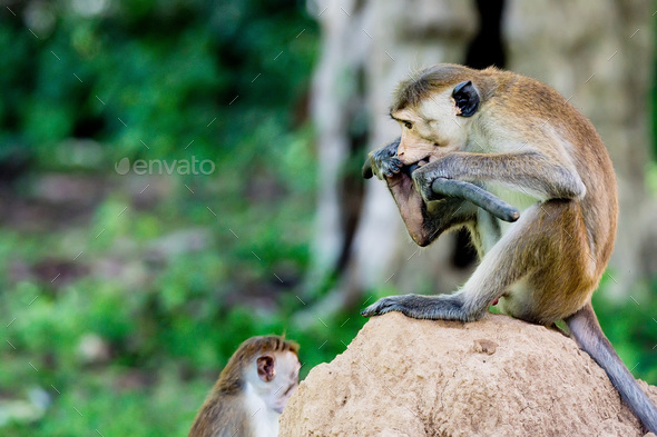 Serious monkey holding stick Stock Photo by Yakov_Oskanov | PhotoDune