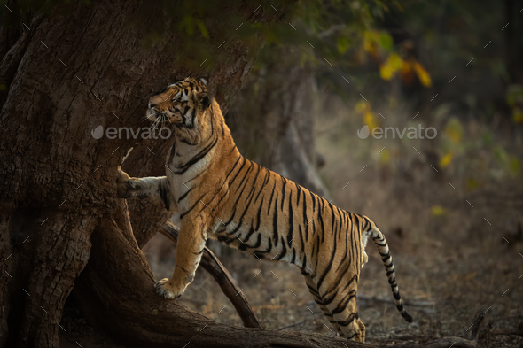 Tiger hugging tree Stock Photo by saroshlodhi | PhotoDune
