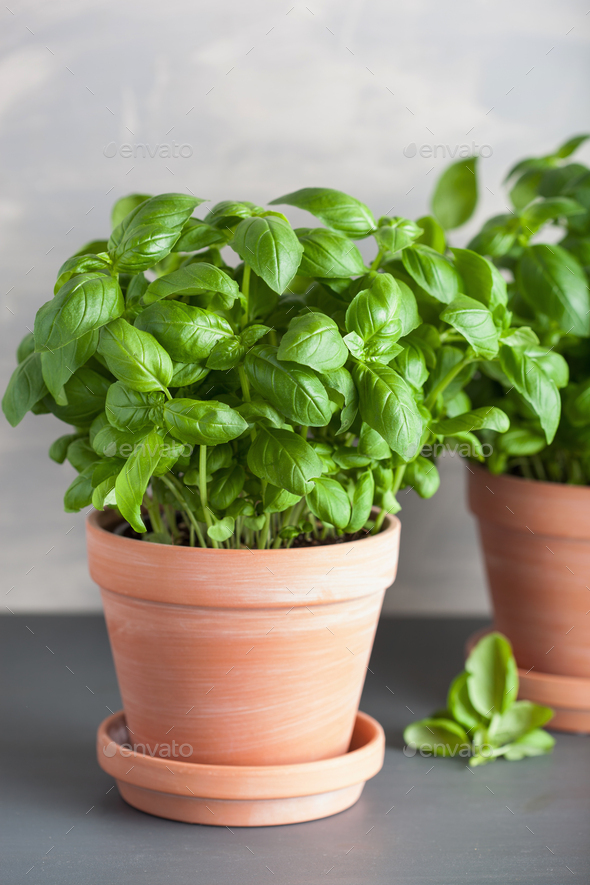 fresh basil herb in terracotta flowerpot Stock Photo by duskbabe ...