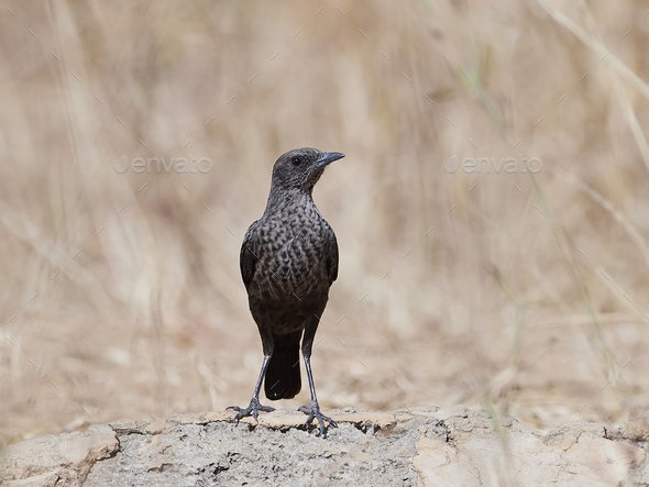 Northern anteater-chat (Myrmecocichla aethiops) Stock Photo by ...