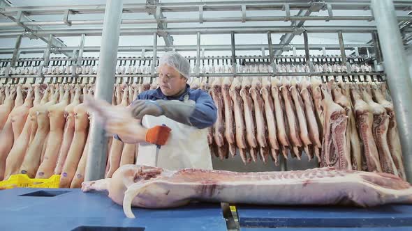 Worker Using an Electric Saw, Cuts Pieces of Pork Meat. Deboning of Pig ...