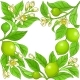 Lime Branches Vector Frame on White Background, Vectors | GraphicRiver