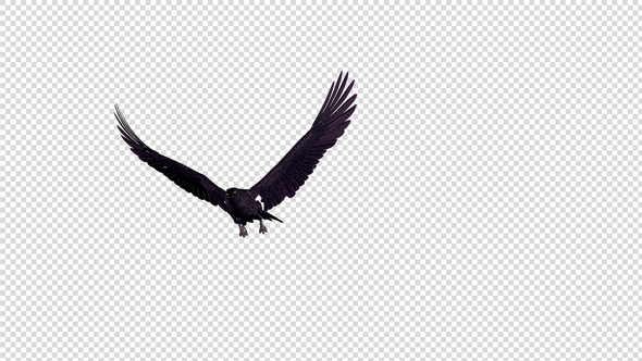Black Raven - 4K Flying Transition - 05, Motion Graphics | VideoHive