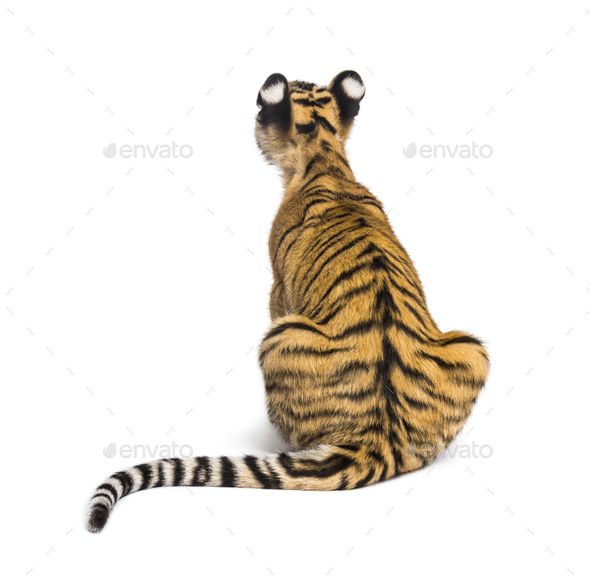 Back view on a two months old tiger cub sitting against white ...