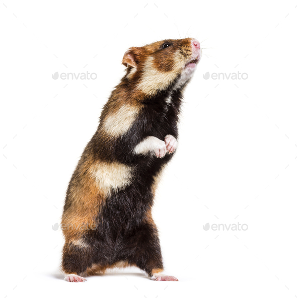 European hamster on hind legs, Cricetus cricetus, in front of white ...