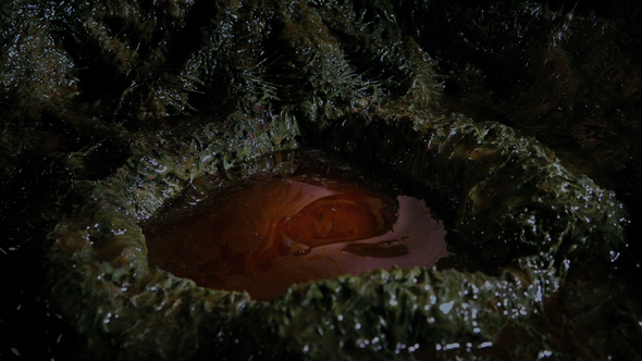 Alien Organism Moving Around Under Slime, Stock Footage | VideoHive