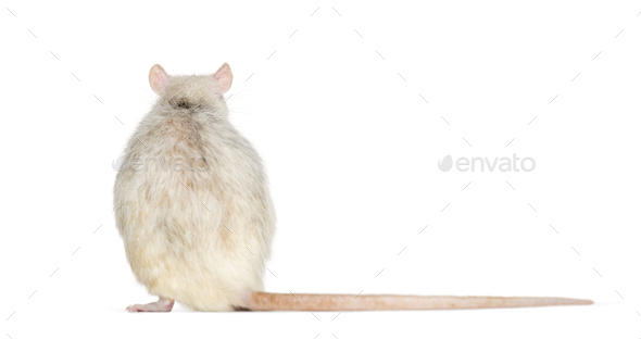 Back view of a domestic rat sitting against white background Stock ...