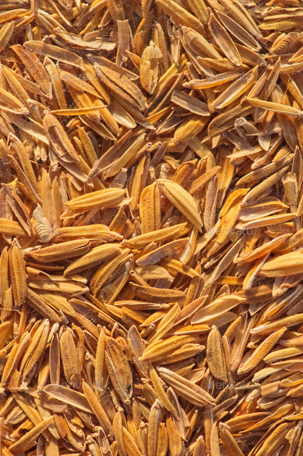 Golden background of the husk Stock Photo by Studio_OMG | PhotoDune