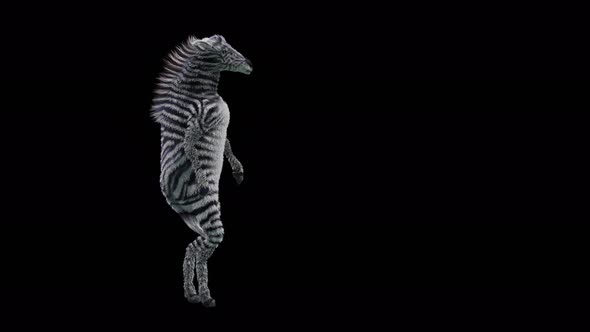63 Zebra Dancing 4K, Motion Graphics | VideoHive