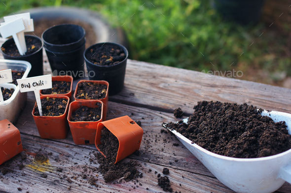 Preparing the little pot for seedling Stock Photo by Studio_OMG | PhotoDune