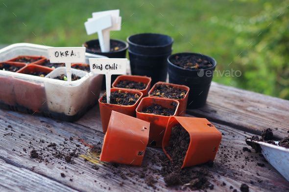 Preparing the little pot for seedling Stock Photo by Studio_OMG | PhotoDune